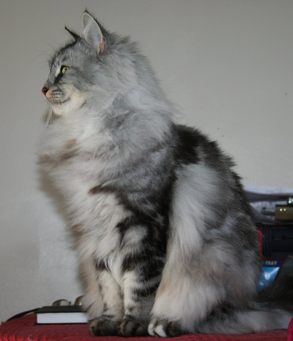 Norgeskaukatt Norwegian Forest Cats UK - Champion Norgeskaukatt Drifa